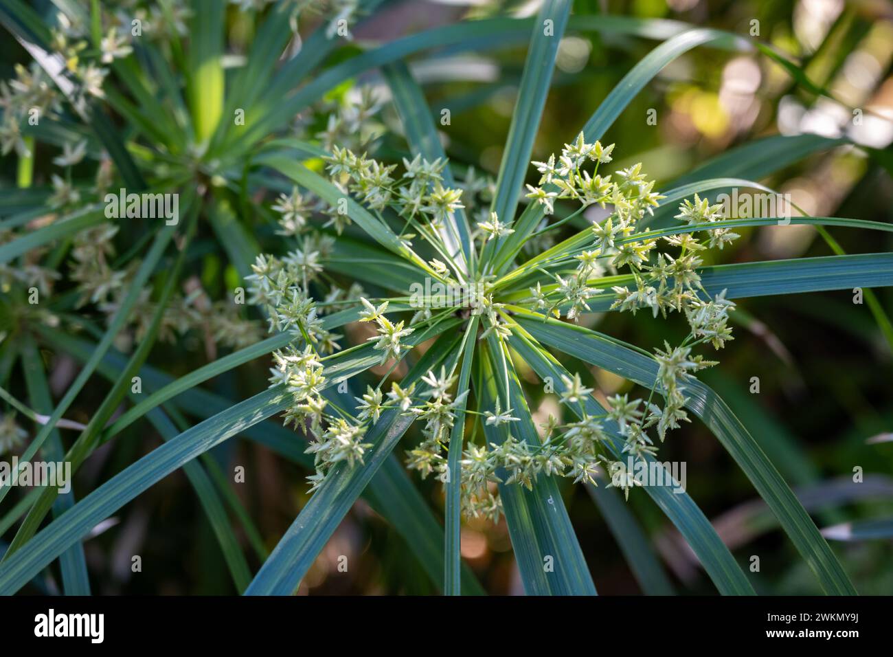 Ancient flora, green papyrus plant growing in pond water Stock Photo ...