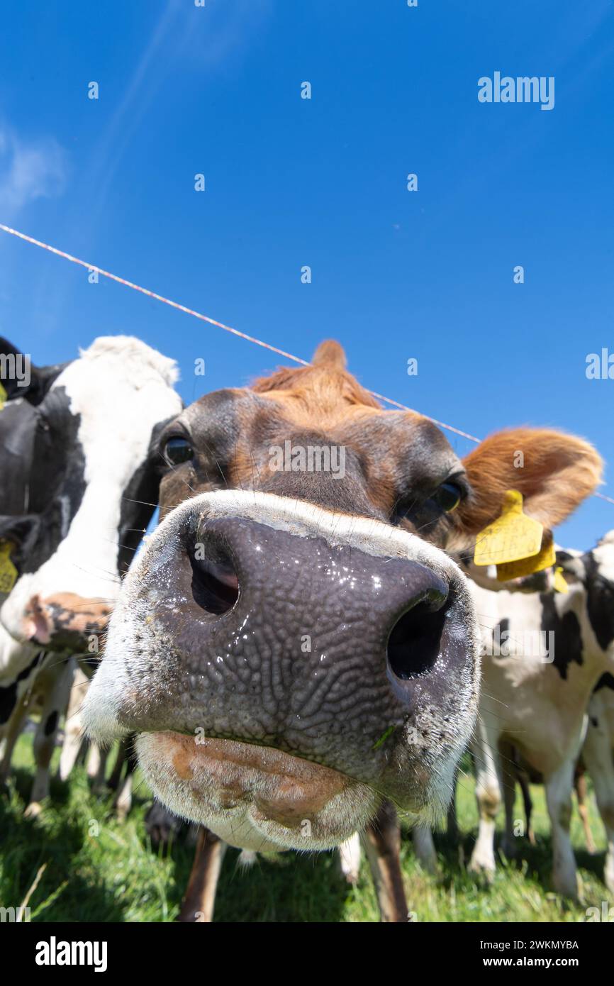 Jersey dairy cattle behind an electric fence on a hot summers day ...