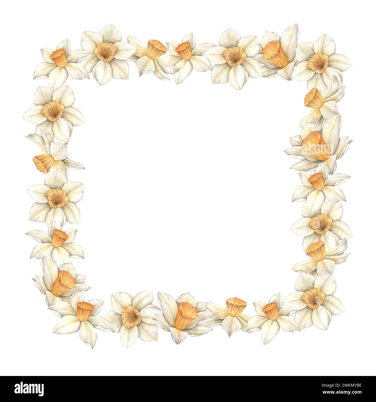 Watercolor square frame of daffodils with green leaves. Sketch on ...