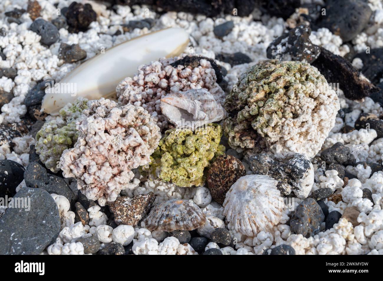 White popcorn shaped corals and sea shells on white corals beach in ...
