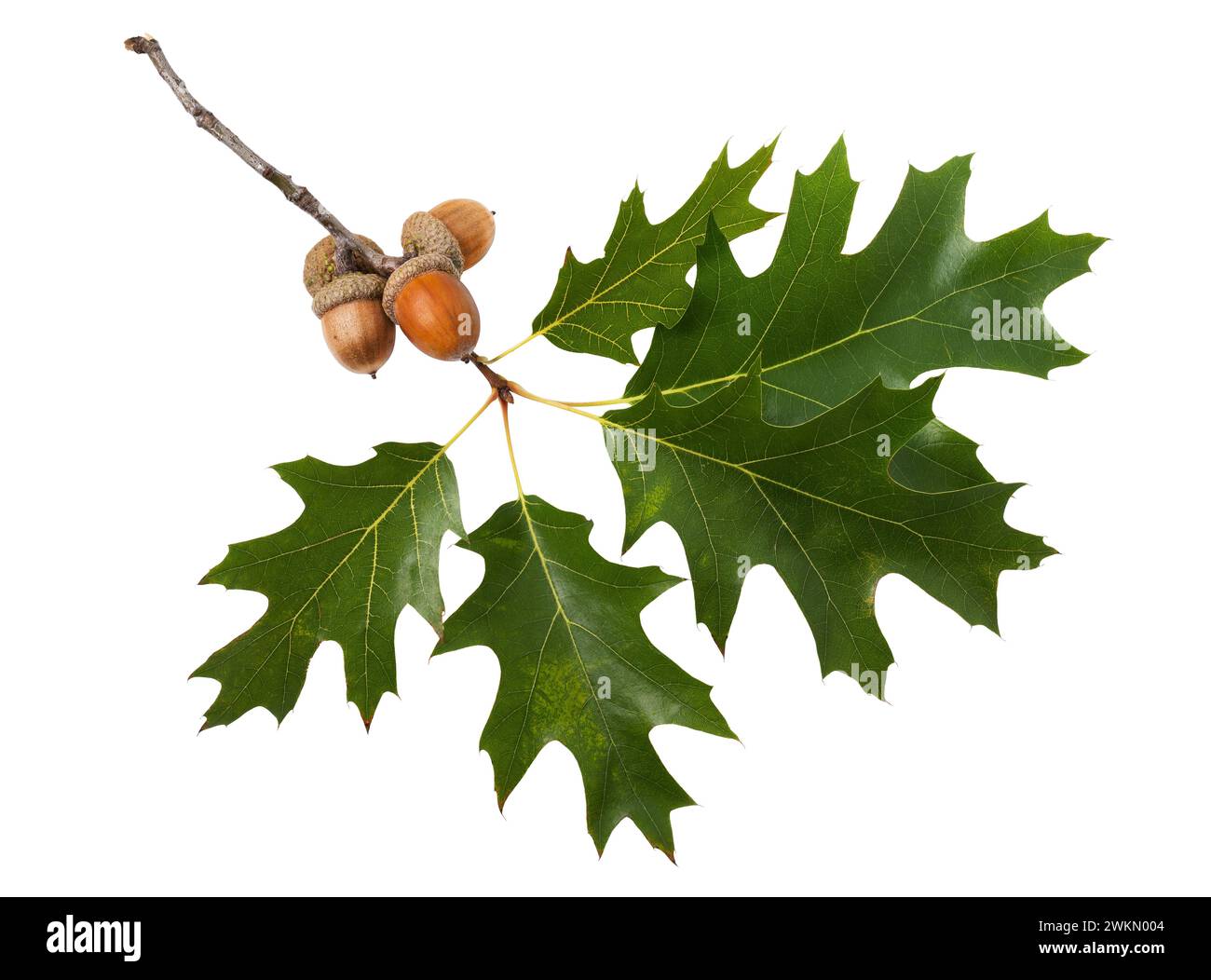 Oak branch with acorns and leaves isolated on white background Stock ...