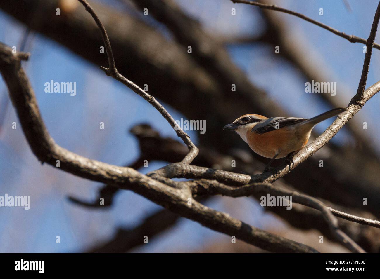 A bull-headed shrike (Lanius bucephalus) in a tree in rural Kanagawa ...