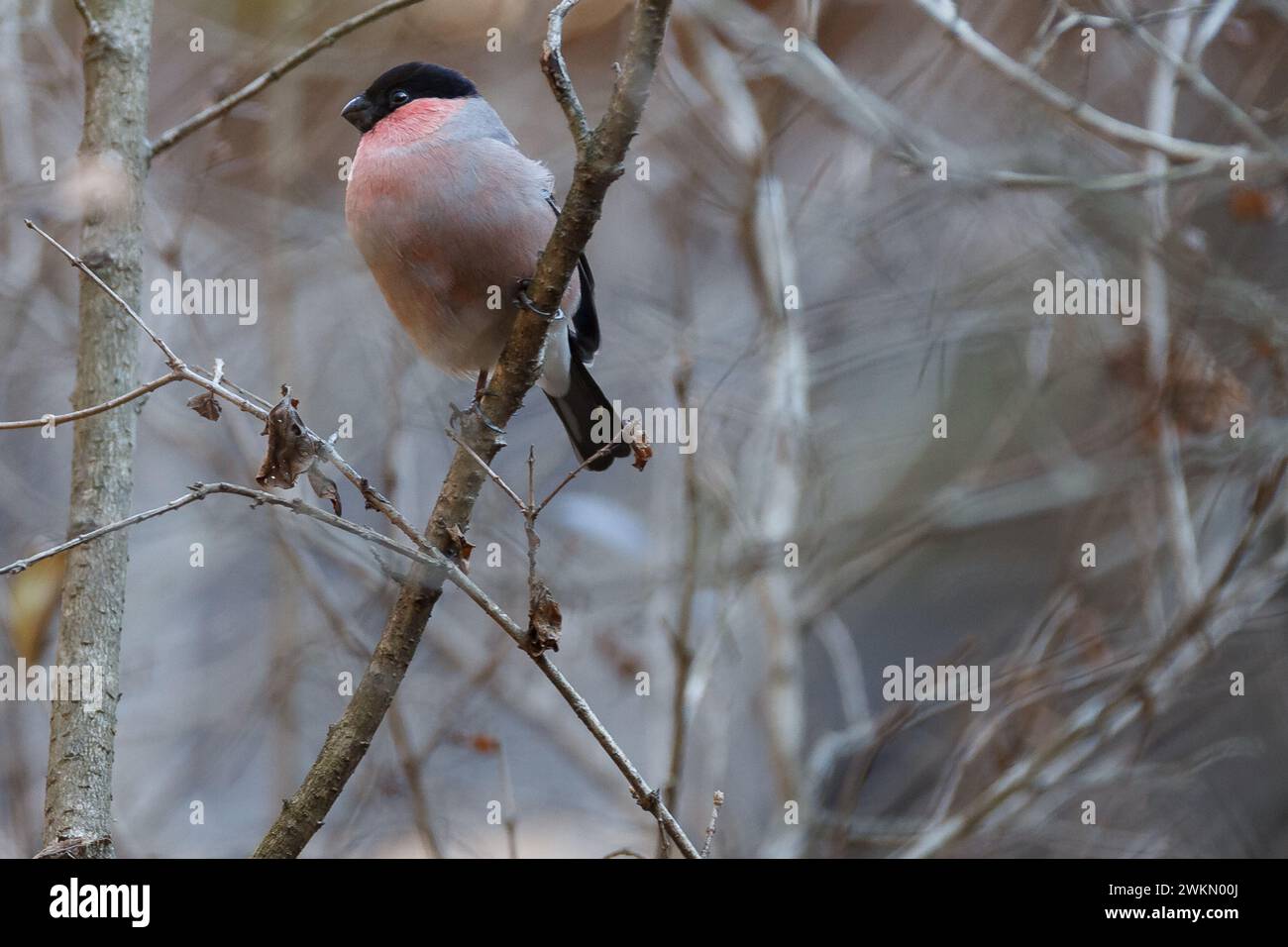A Eurasian Bullfinch (Pyrrhula pyrrhula) in trees in rural Kanagawa ...