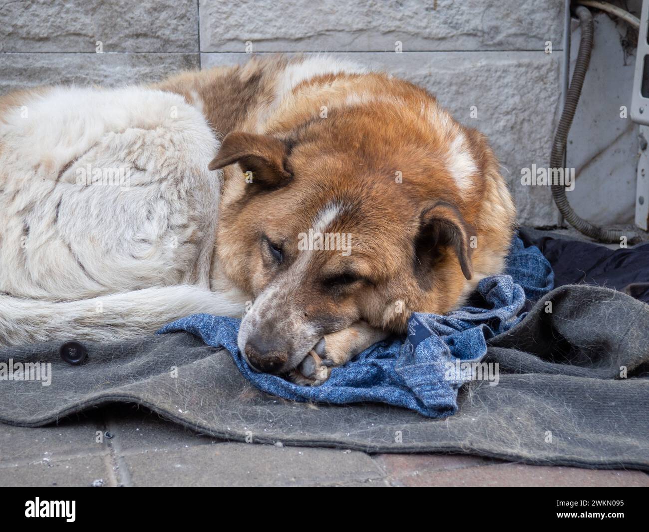 Old shaggy dog hi-res stock photography and images - Alamy