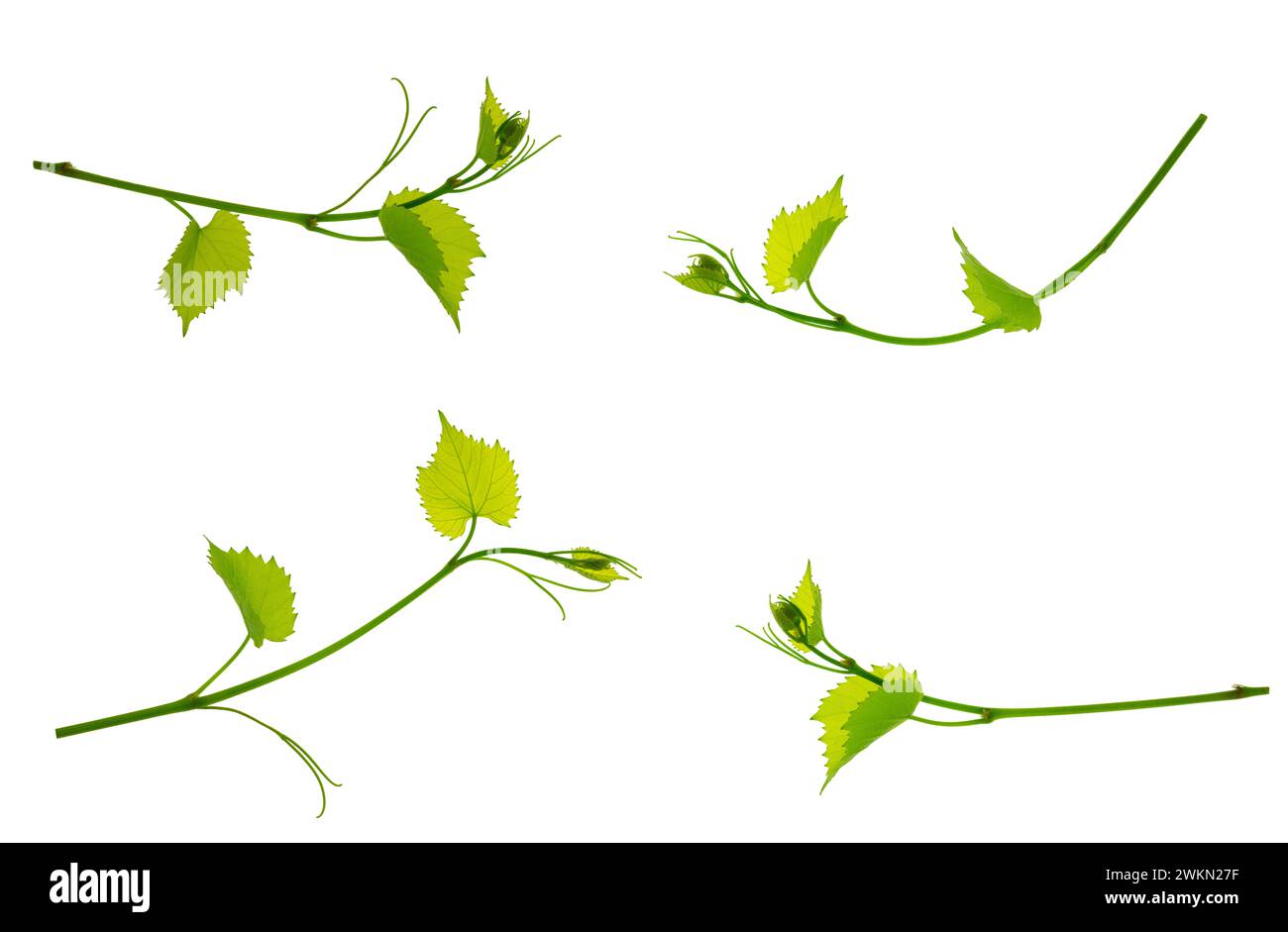Set of vines with green leaves on a white background. A small fresh ...