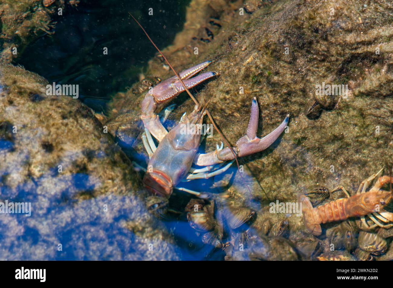 Invasive wildlife hi-res stock photography and images - Alamy