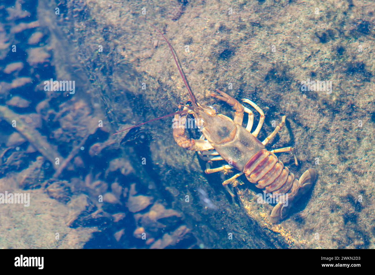 Regulated species hi-res stock photography and images - Alamy