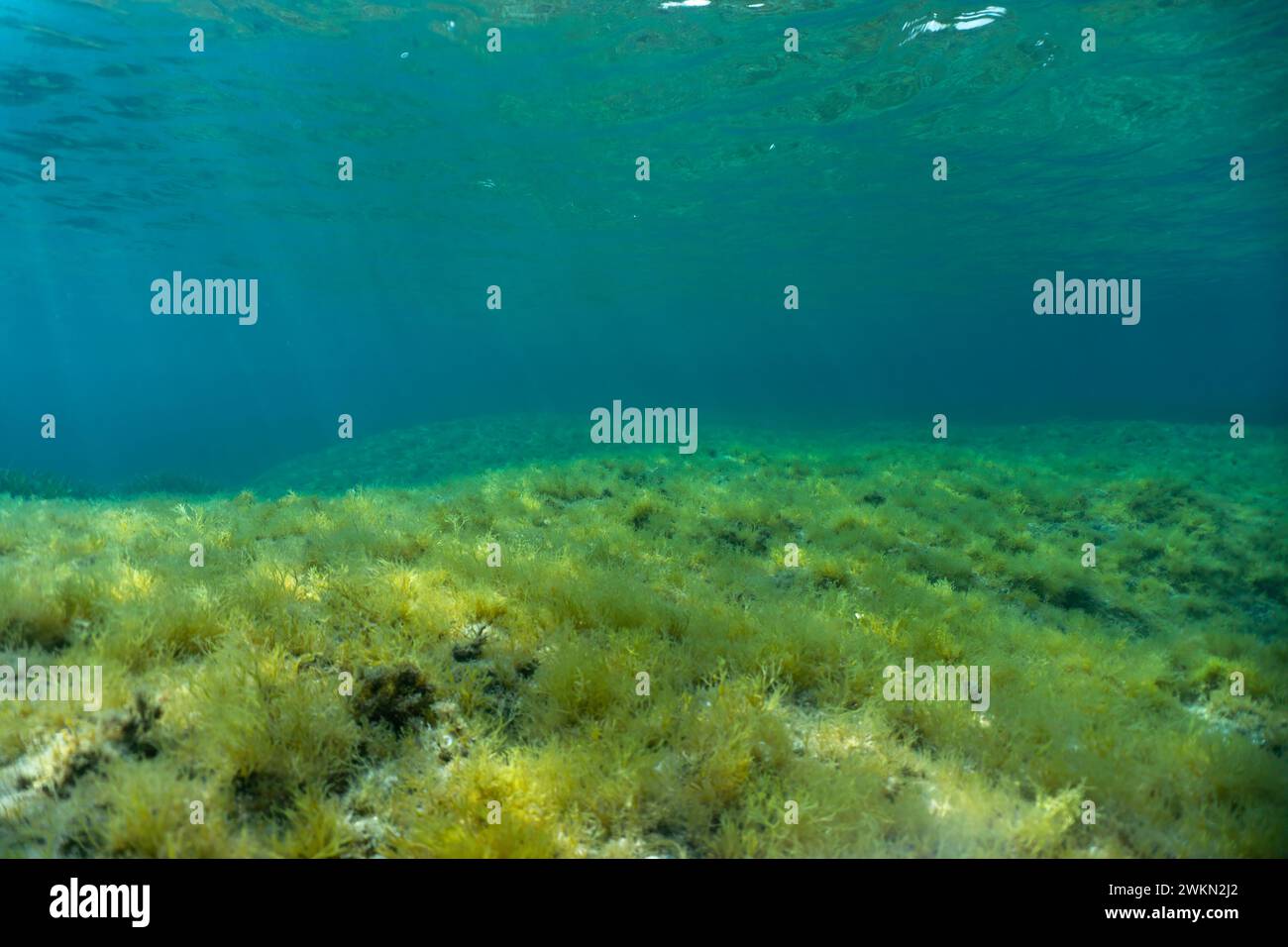 Brush bottom hi-res stock photography and images - Alamy