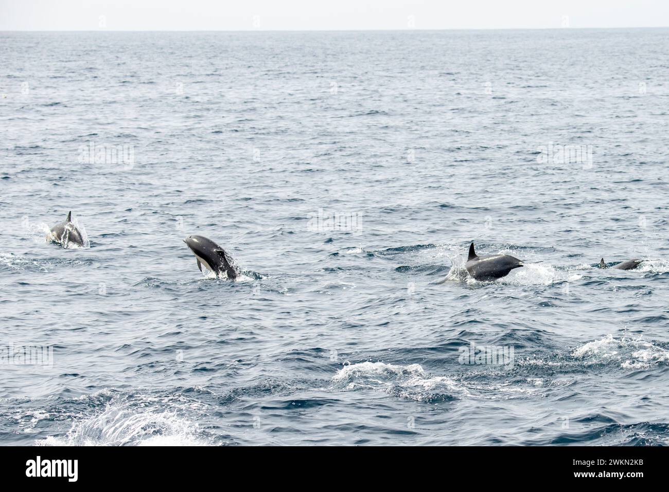Dana Point, California. A group of Short-beaked common dolphins ...