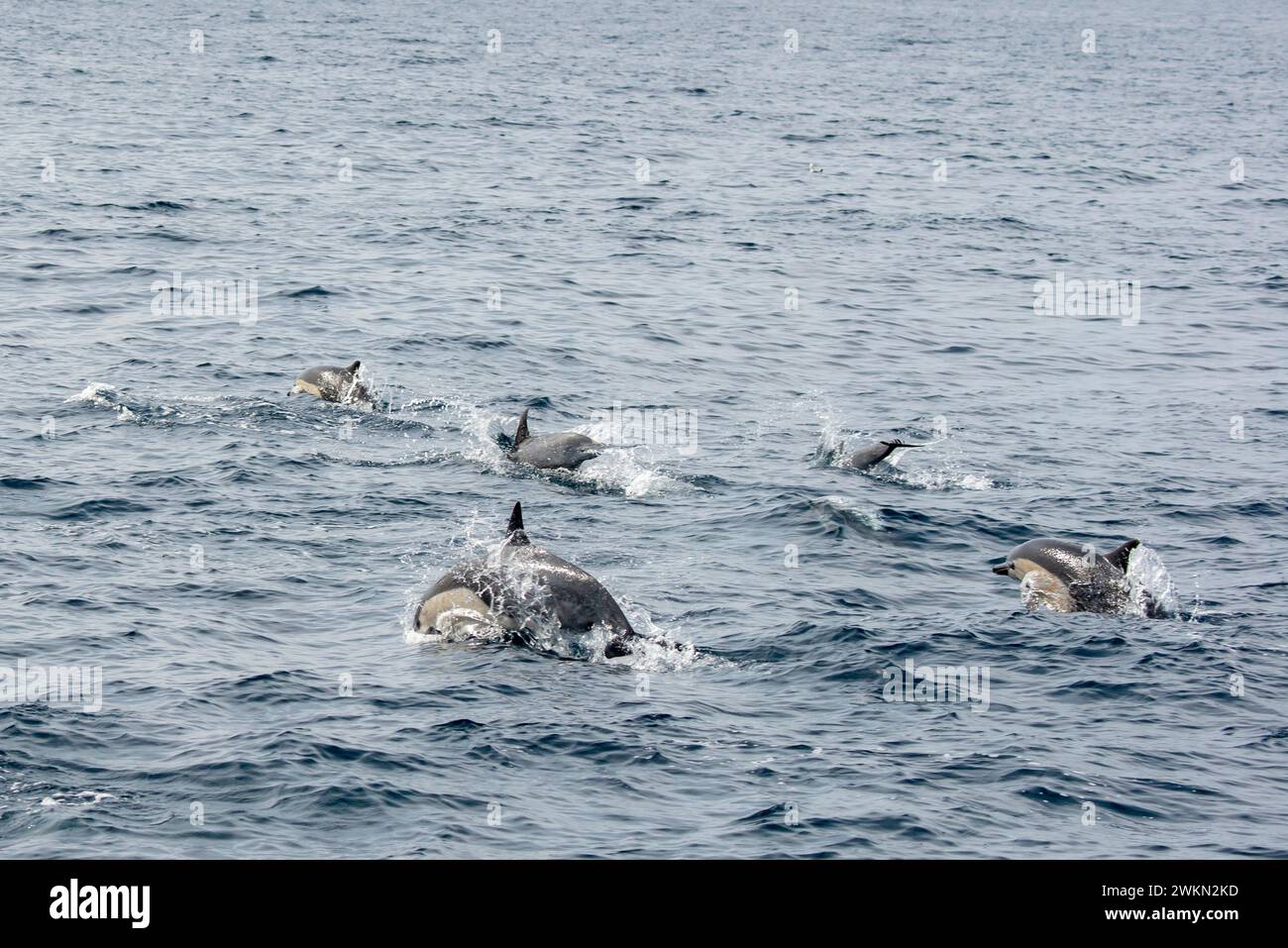 Dana Point, California. A group of Short-beaked common dolphins ...
