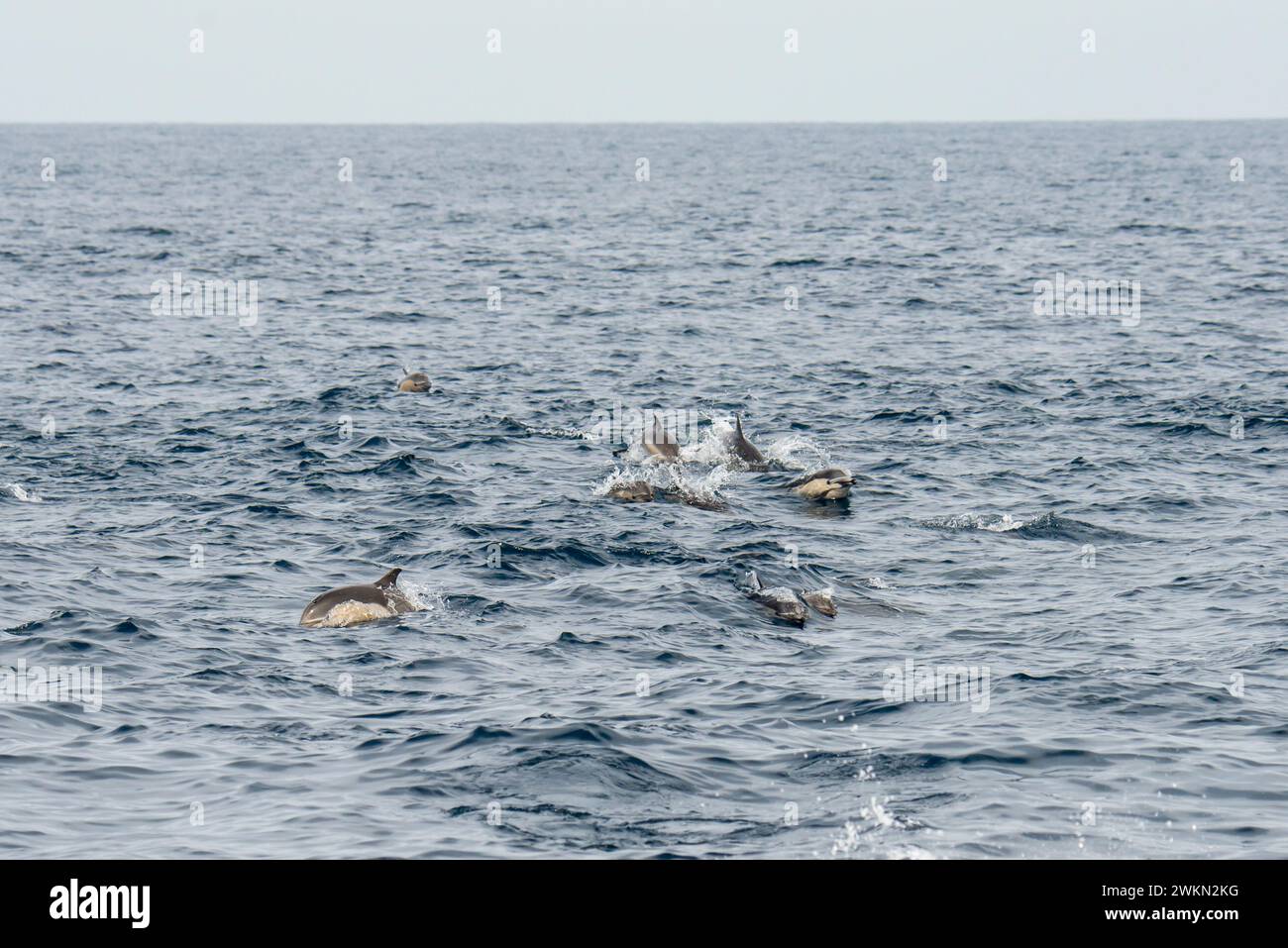 Dana Point, California. A pod of Short-beaked common dolphins ...