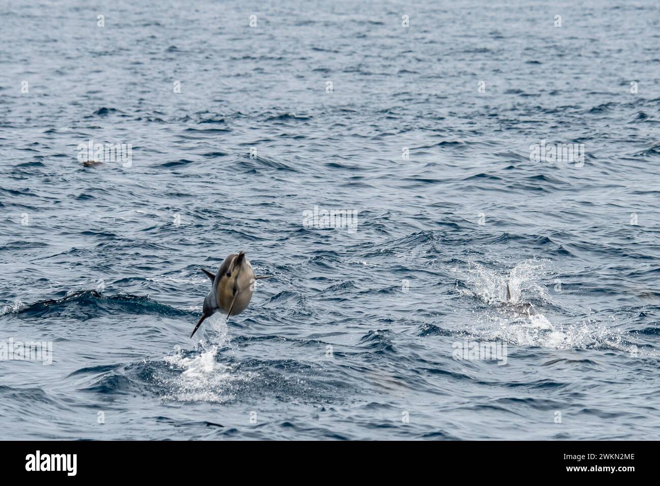 Dana Point, California. Short-beaked common dolphin, Delphinus delphis ...