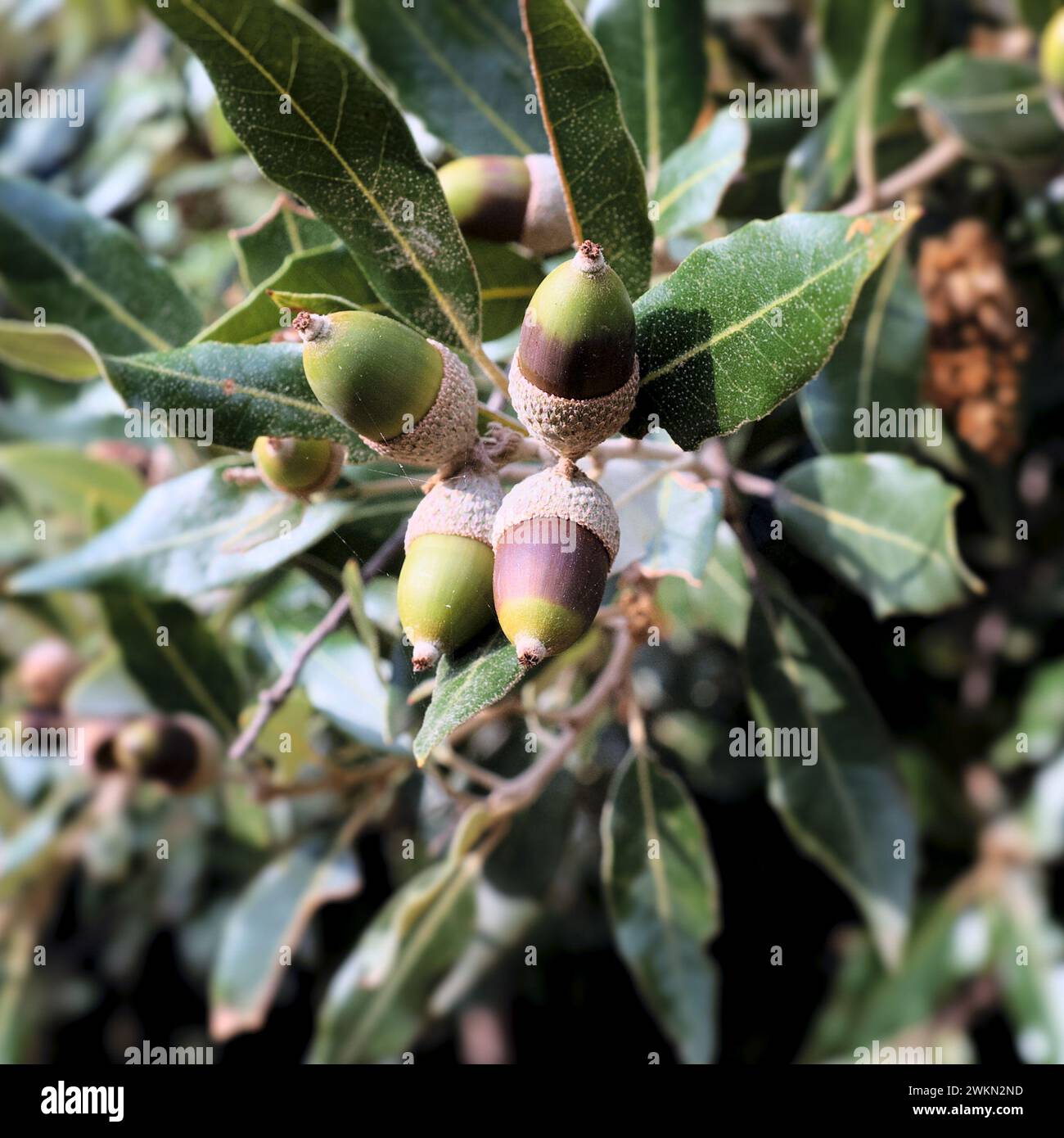 Acorns and oak tree leaves hi-res stock photography and images - Alamy