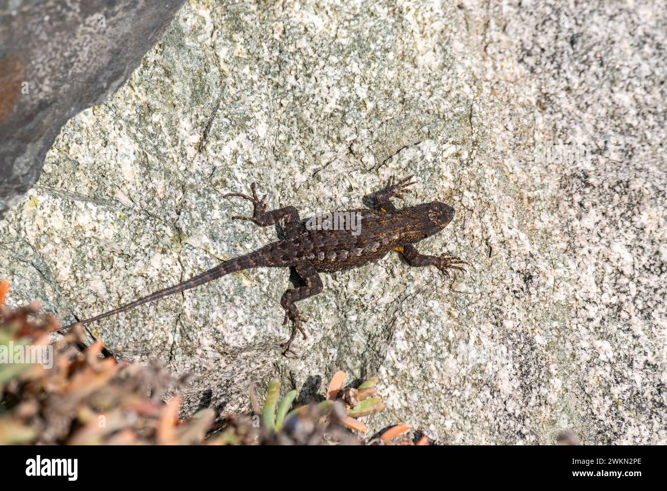 Laguna Beach, California. Western fence lizard, Sceloporus occidentalis ...