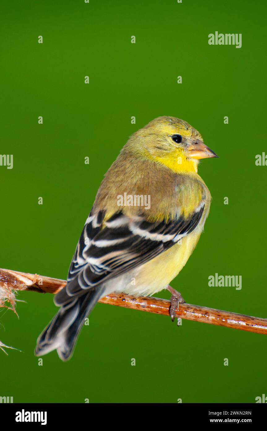 Female american goldfinch hi-res stock photography and images - Alamy