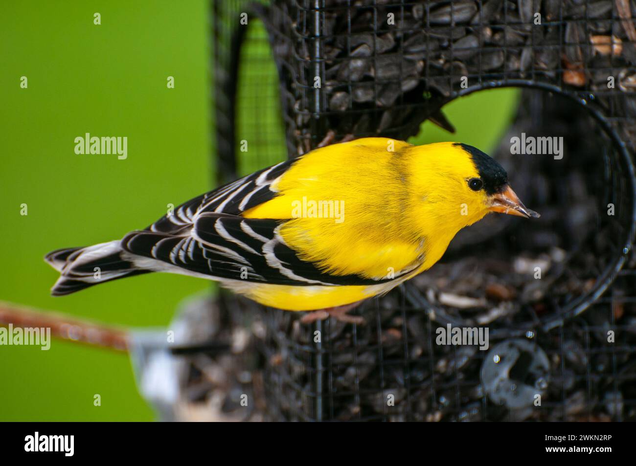 Breeding male goldfinch hi-res stock photography and images - Alamy