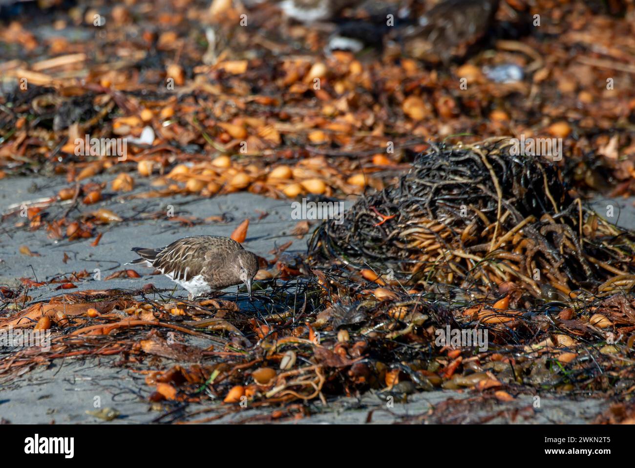 Laguna Beach, California. A Black Turnstone looking for barnacles and ...