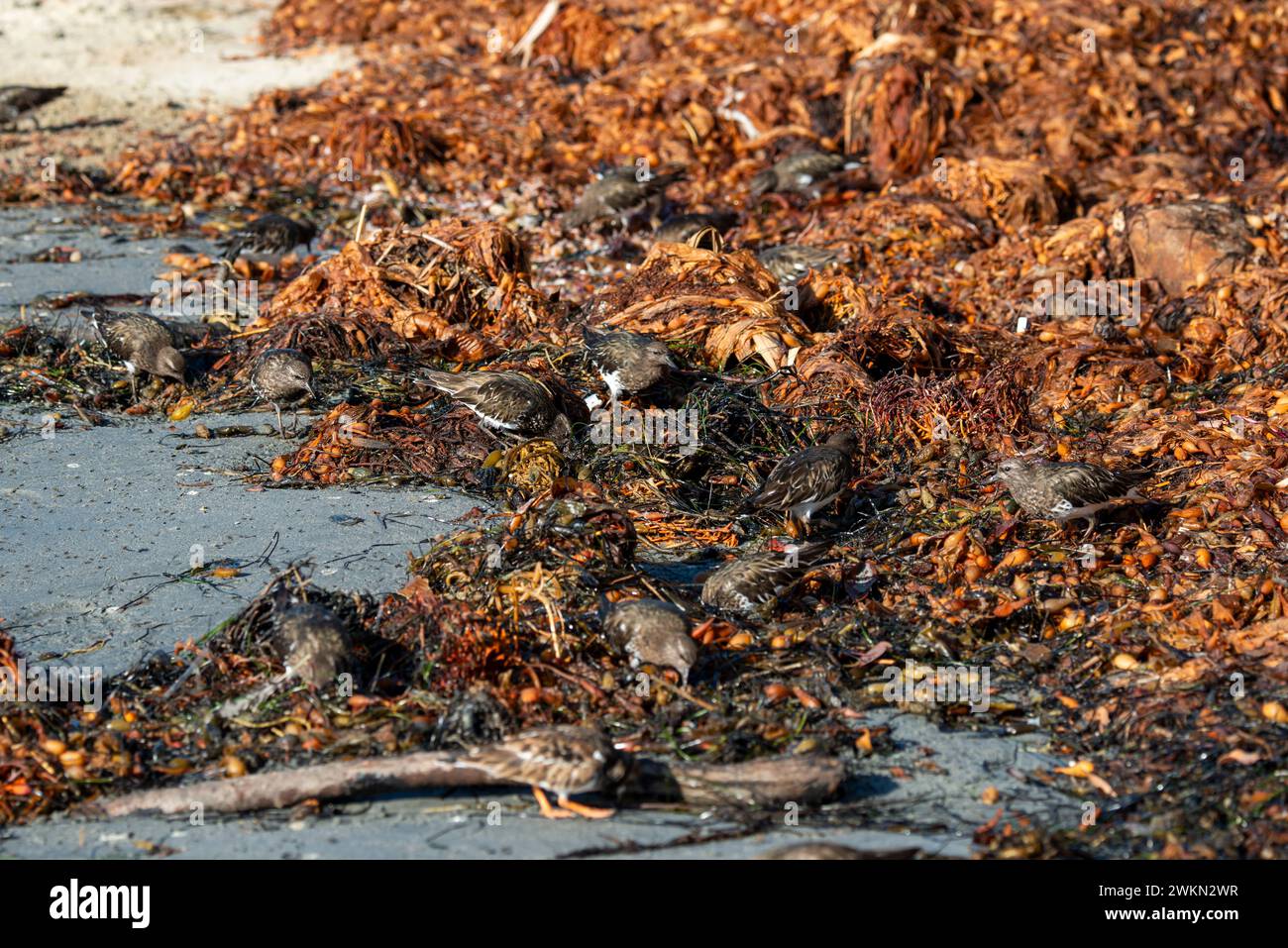 Laguna Beach, California. A flock of Black Turnstones looking for ...