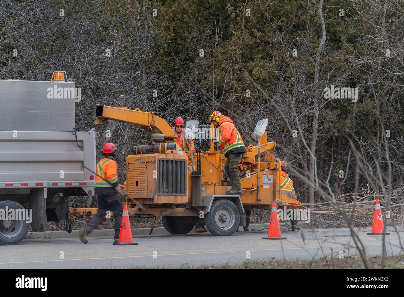 Workers are setting up a machine for processing cut tree branches Stock ...