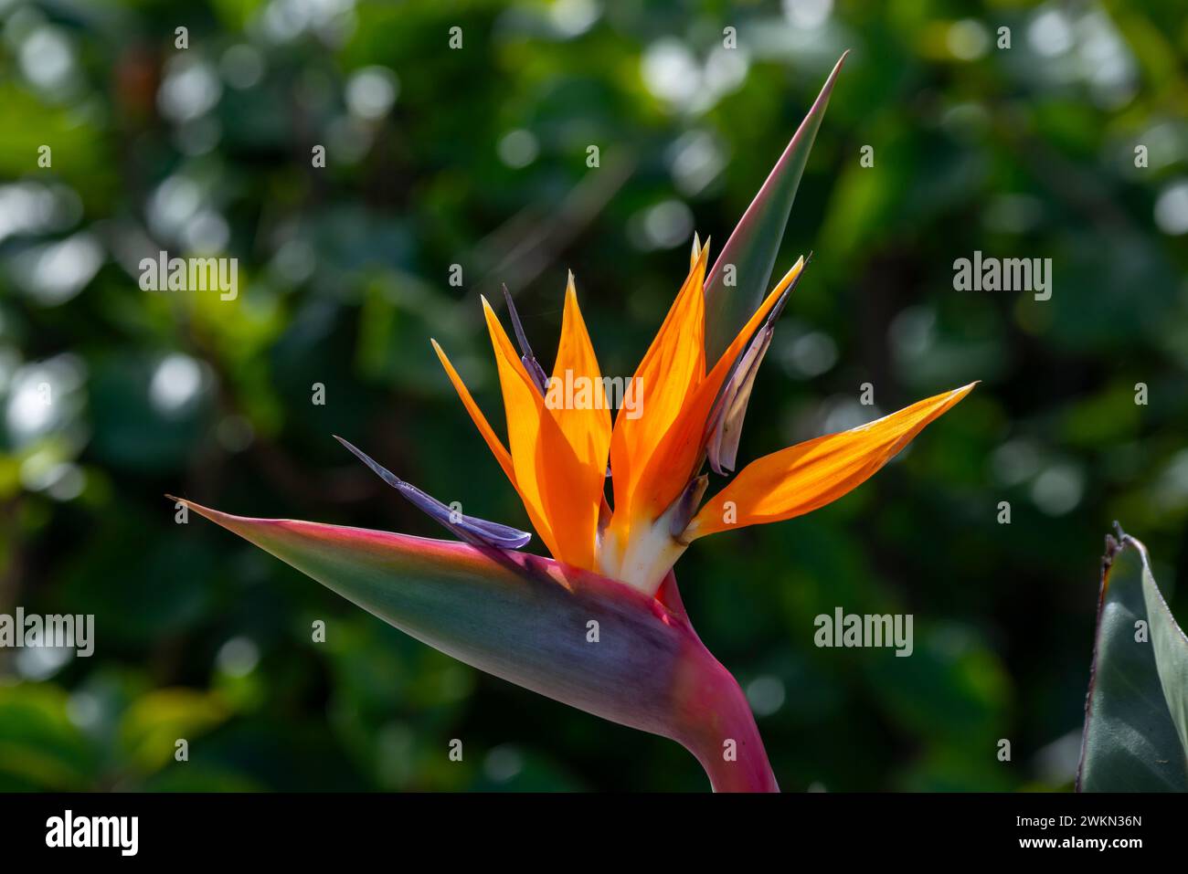 Laguna Beach; California. Beautiful image of a Bird of Paradise flower ...