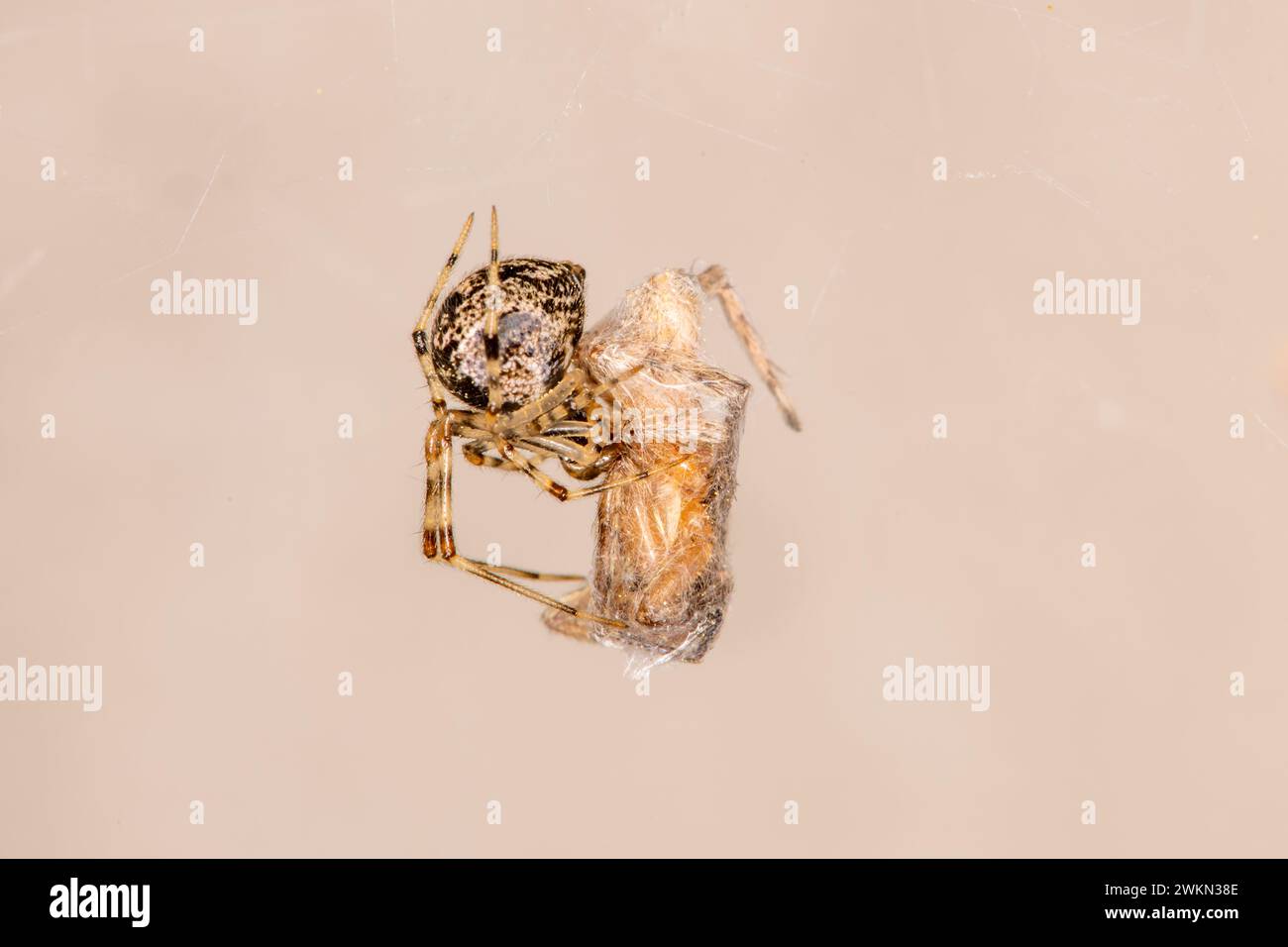 Lansing; Kansas. Common House spider; Parasteatoda tepidariorum ...