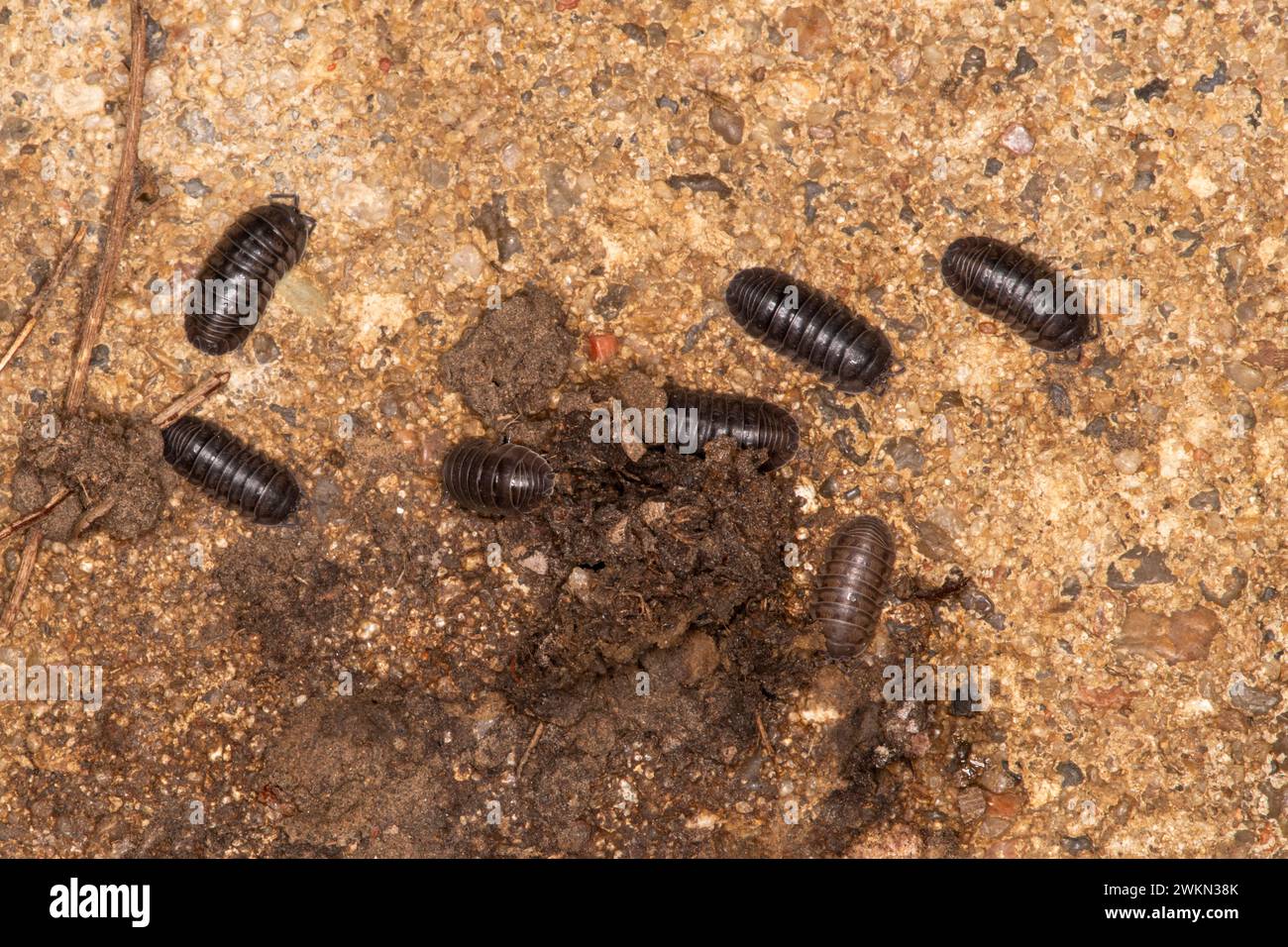 Lansing, Kansas. Nosy Pill Woodlouse, Armadillidium nasatum is a ...