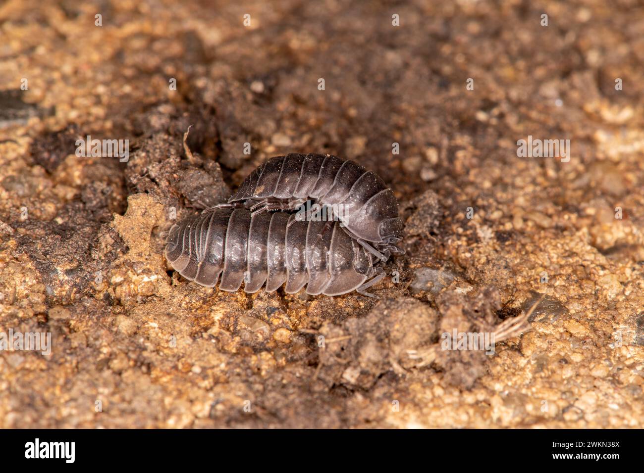 Lansing, Kansas. Nosy Pill Woodlouse, Armadillidium nasatum is a ...
