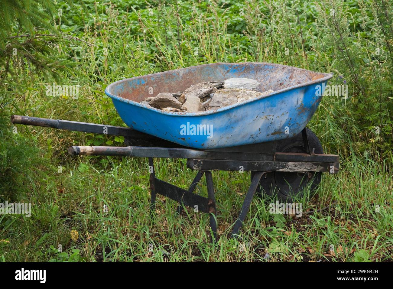 Old blue wheelbarrow filled with rocks in field overgrown with weeds in ...
