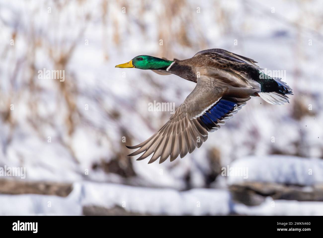 Mallard drake flying in winter Stock Photo - Alamy