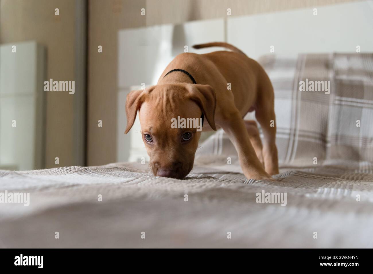 Pitbull dog, puppy, sniffing the cloth of a bed. Pet naughty and ...