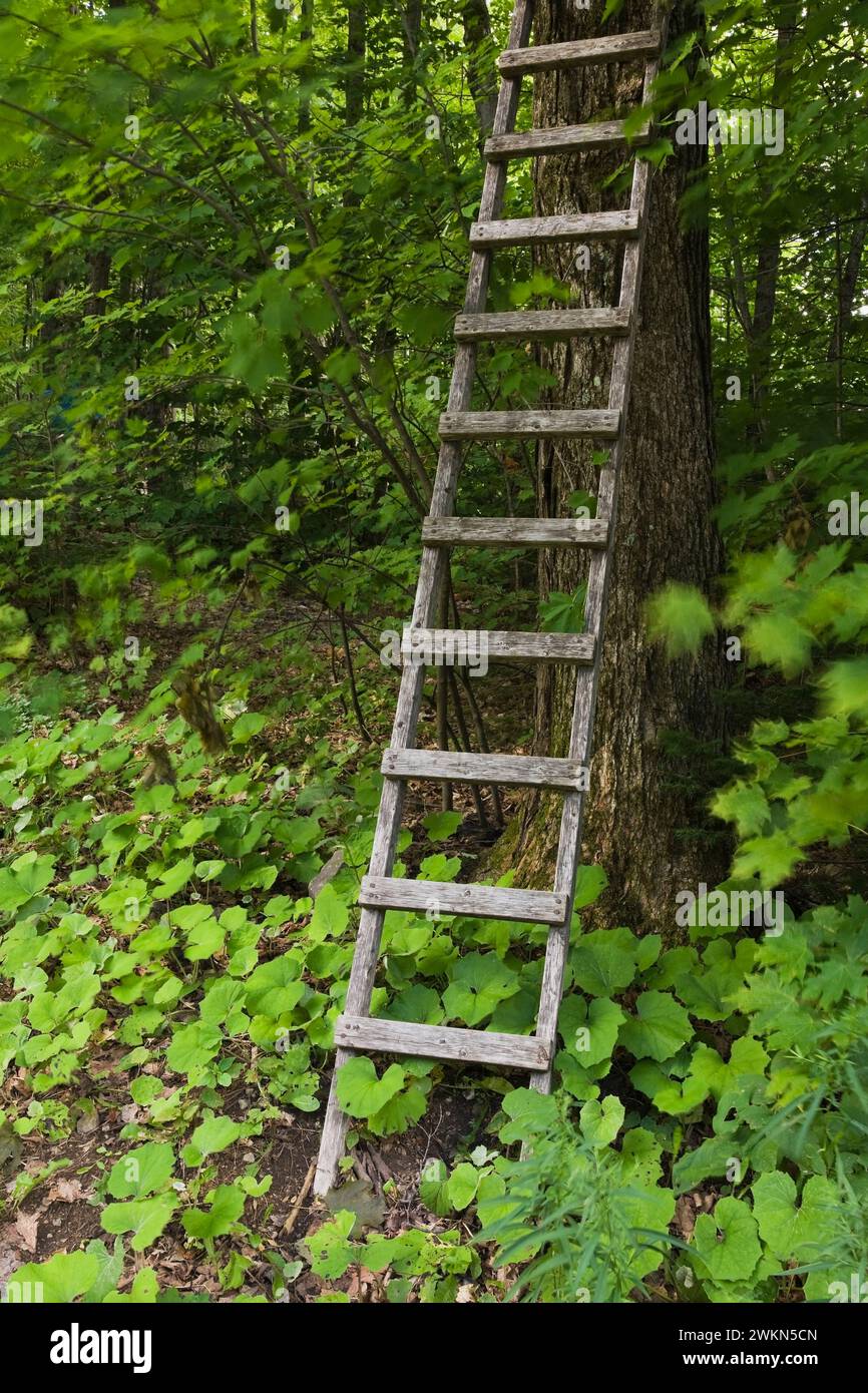 Ladder up against a tree hi-res stock photography and images - Alamy