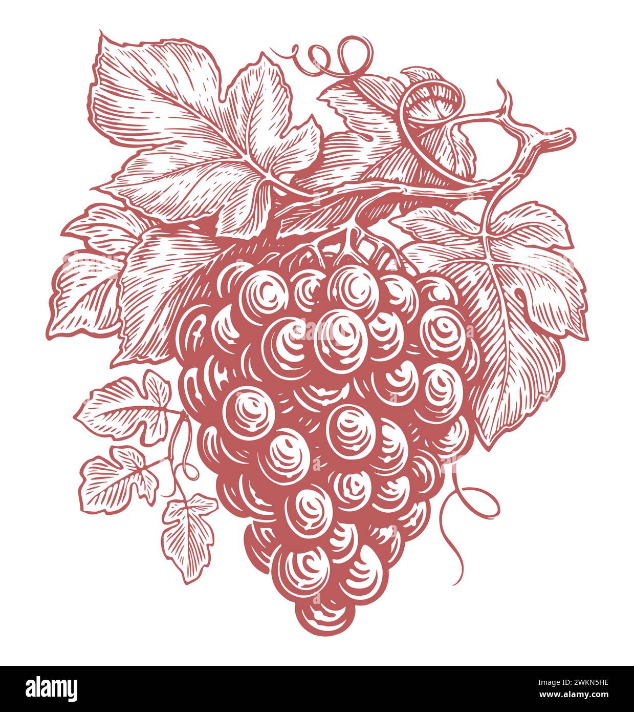 Hand drawn grapes with berries and leaves sketch. Wine vine, vintage ...