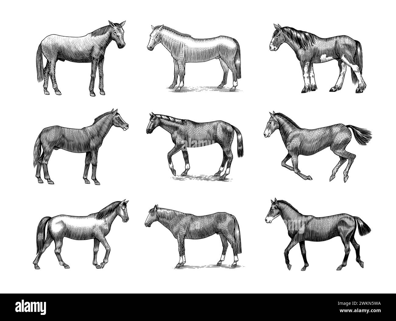 A Set Of Horses In Different Poses On A White Background. Hand drawn ...