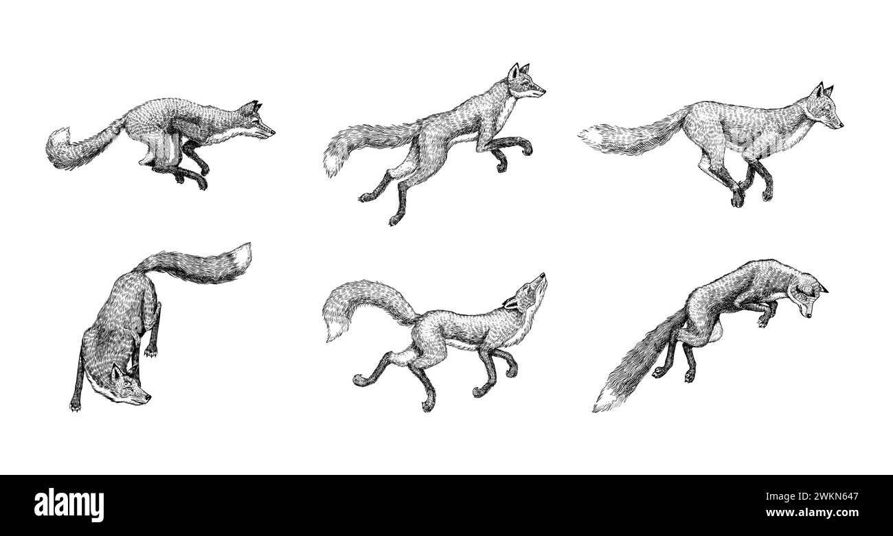 Wild red fox set. Forest ginger animal flying and jumping. Vector ...