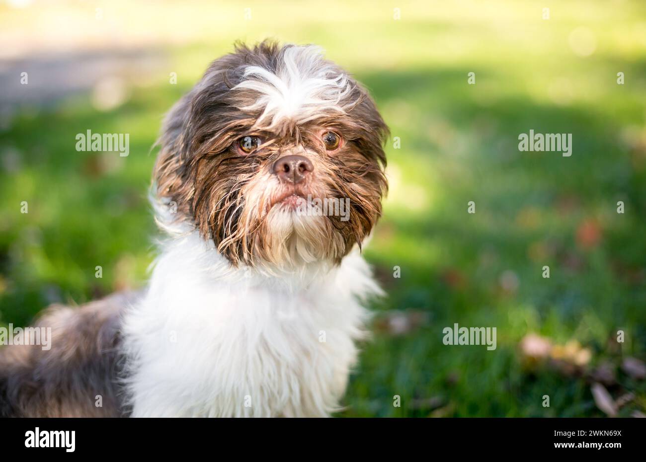Scruffy dog sitting hi-res stock photography and images - Alamy