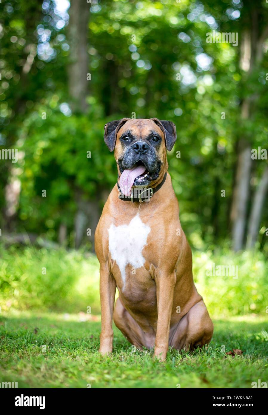 Boxer dog funny hi-res stock photography and images - Alamy