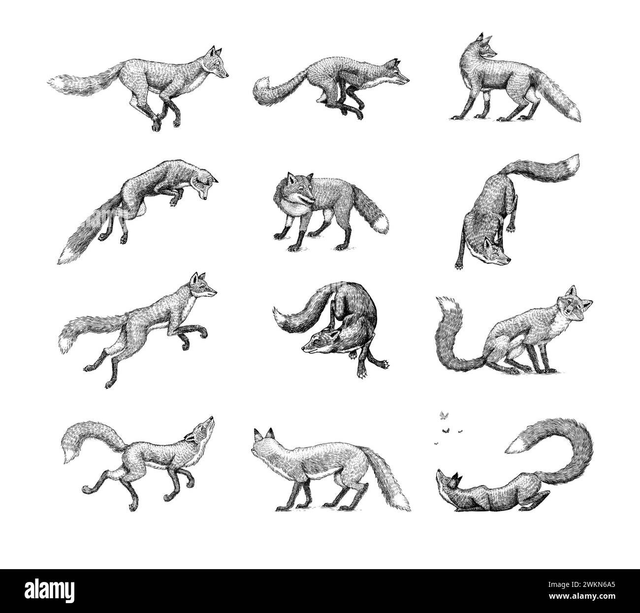 Wild red fox set. Forest ginger animal flying and jumping. Vector ...