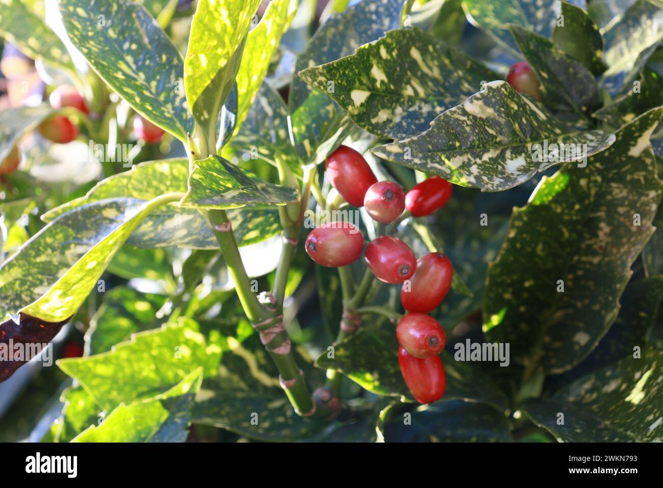 Botanical gems hi-res stock photography and images - Alamy