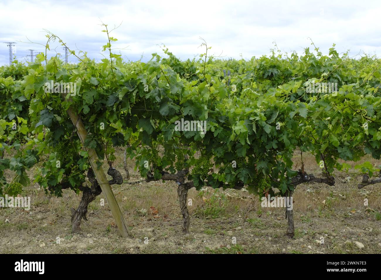 Ysios winery designed by Santiago Calatrava, La Rioja, Spain Stock ...