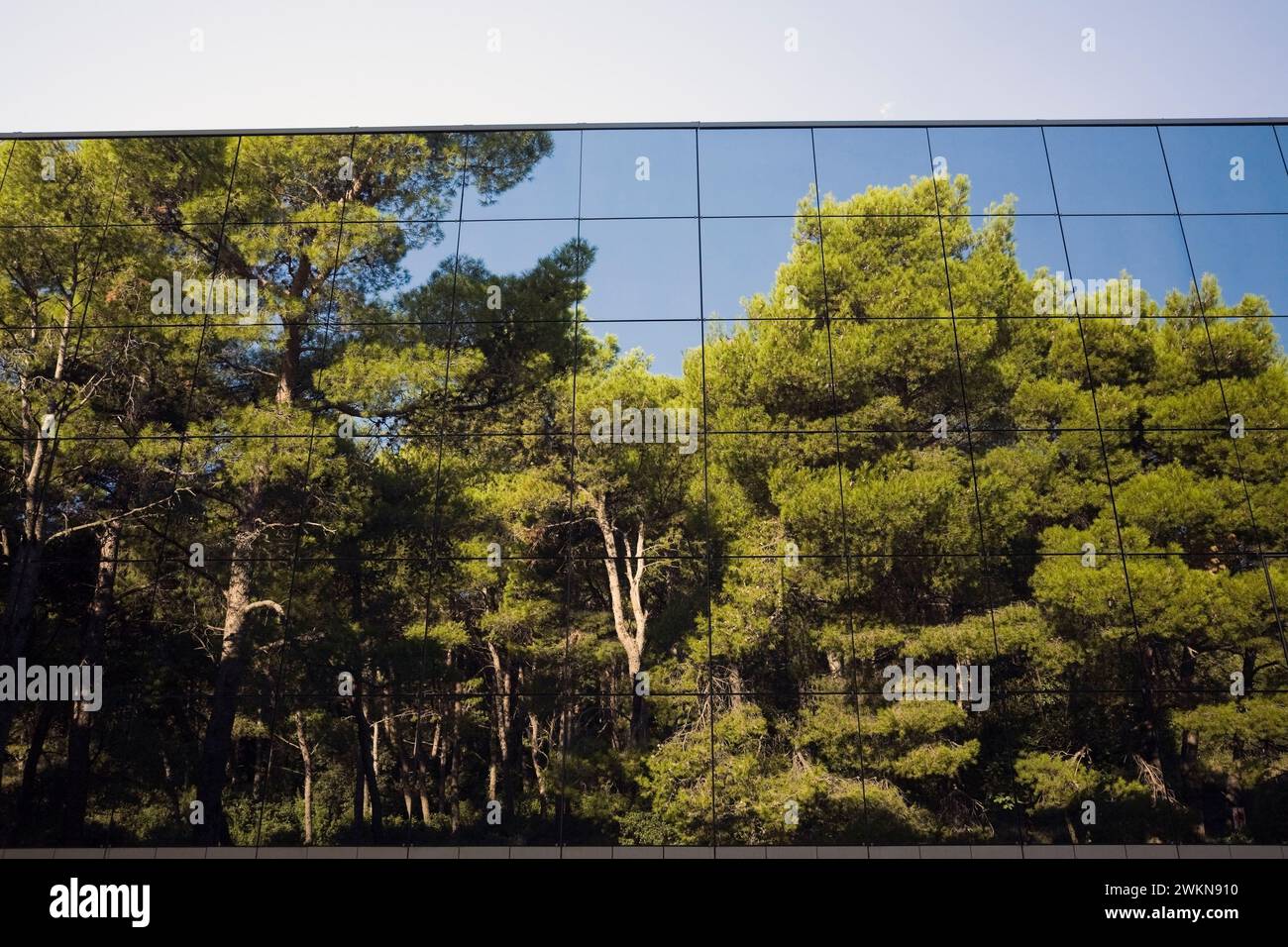 Pine trees wall in hi-res stock photography and images - Alamy