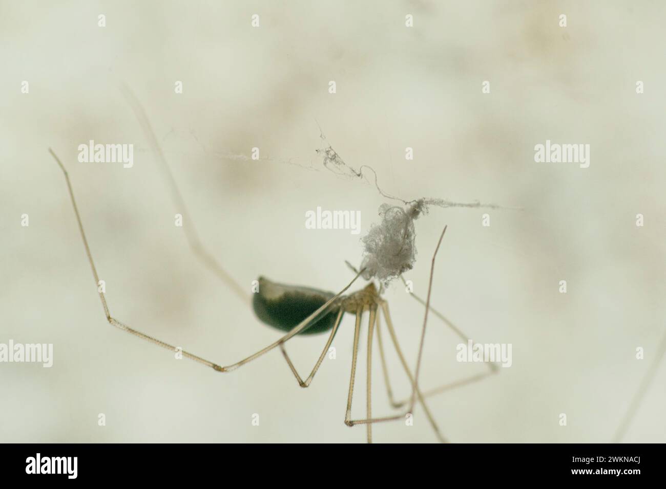 Spider hanging from the wall Stock Photo - Alamy