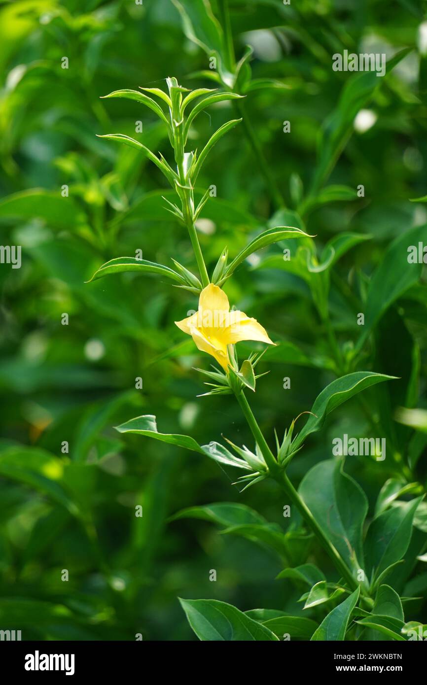 Barleria prionitis (Barleria prionitis, Prionitis hystrix, bunga landak ...