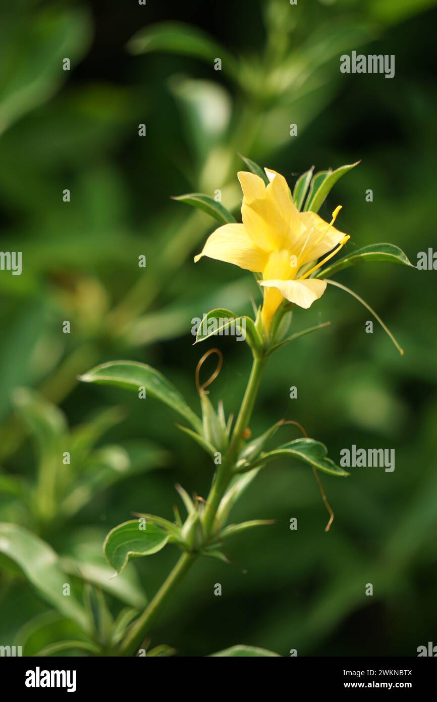 Barleria prionitis (Barleria prionitis, Prionitis hystrix, bunga landak ...