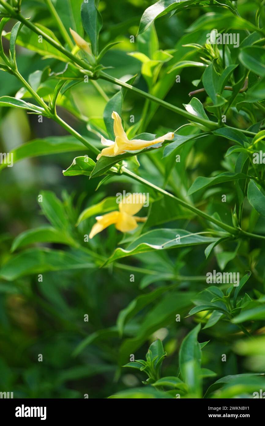 Barleria prionitis (Barleria prionitis, Prionitis hystrix, bunga landak ...