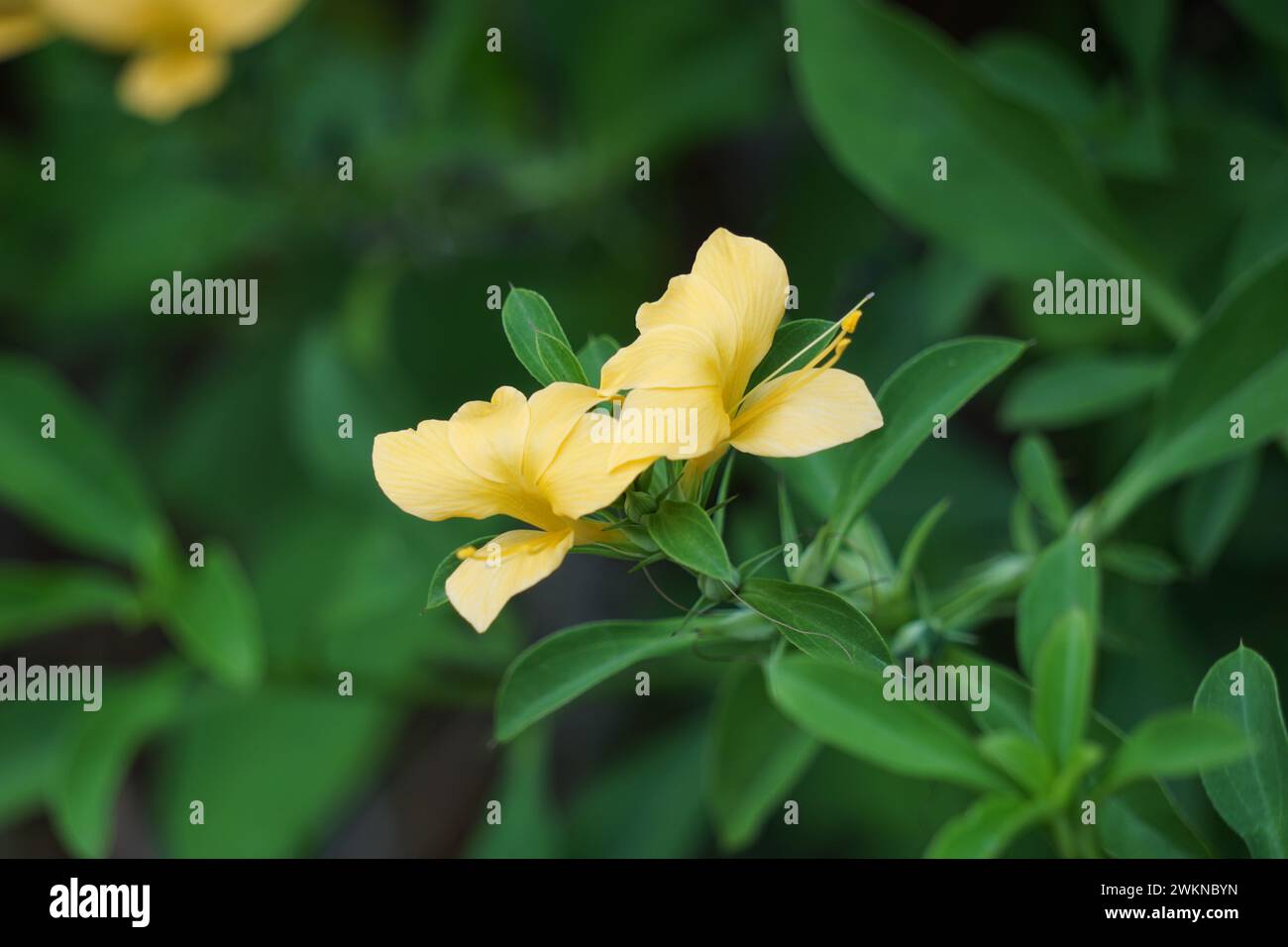 Barleria prionitis (Barleria prionitis, Prionitis hystrix, bunga landak ...
