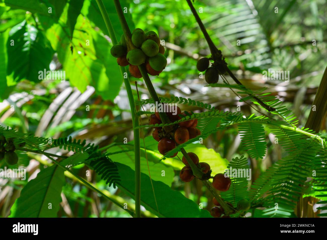 Grown in tropical hi-res stock photography and images - Alamy