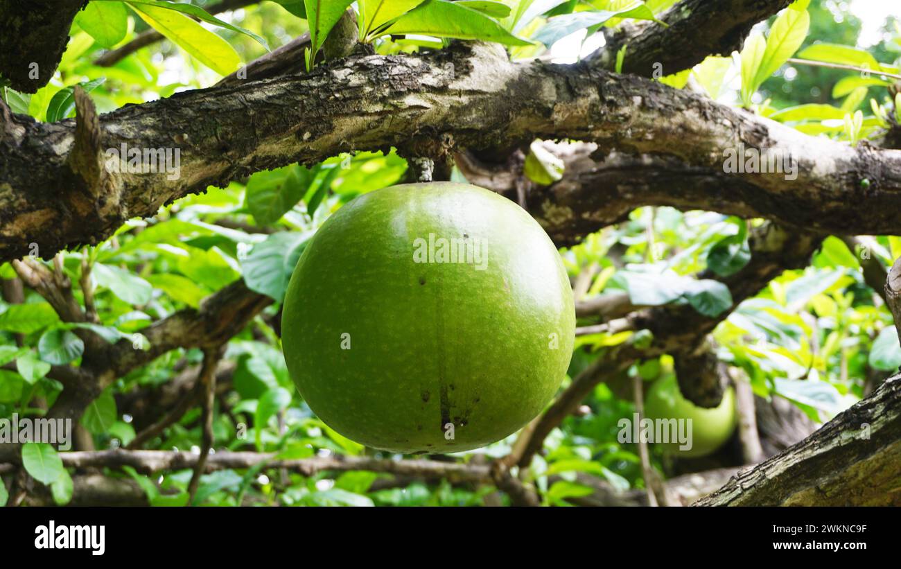 Crescentia cujete fruit with a natural background. Also called Calabash ...