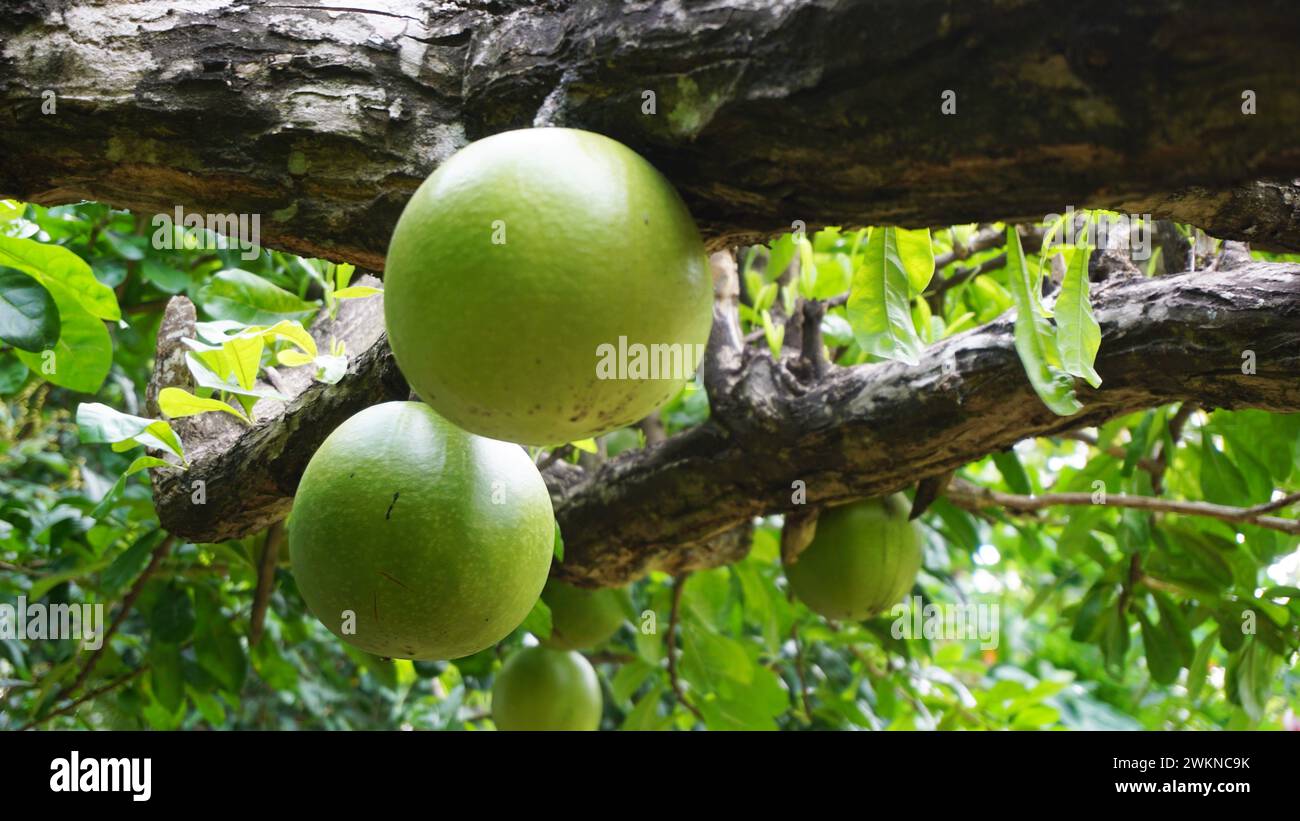 Crescentia cujete fruit with a natural background. Also called Calabash ...