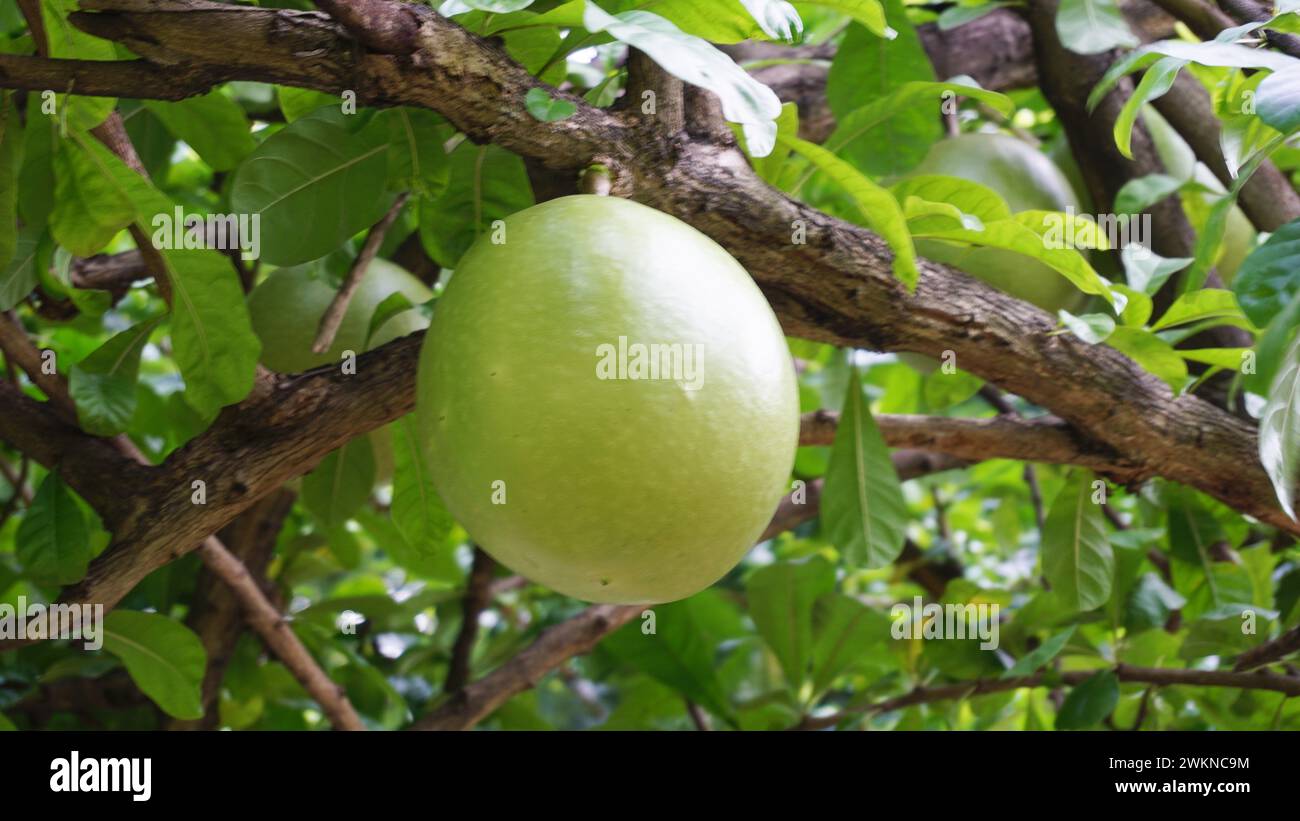 Crescentia cujete fruit with a natural background. Also called Calabash ...