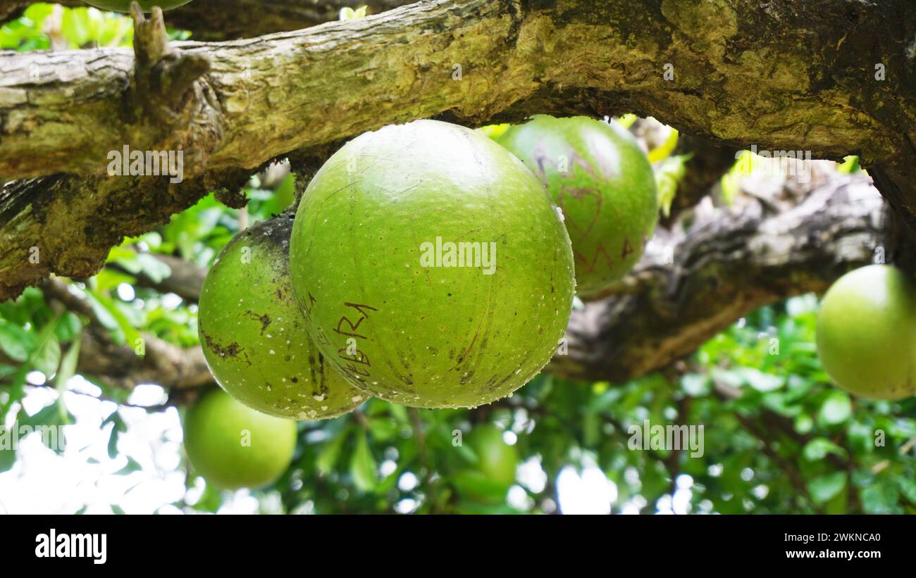 Crescentia cujete fruit with a natural background. Also called Calabash ...